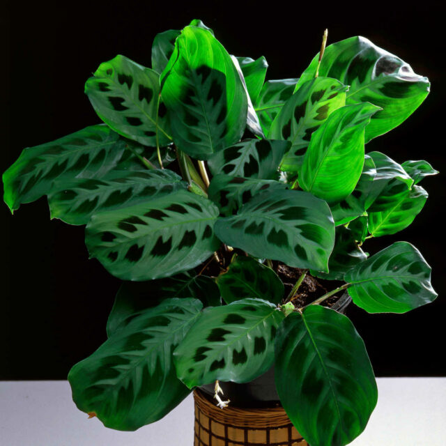 The Best Plants for Baby's Nursery