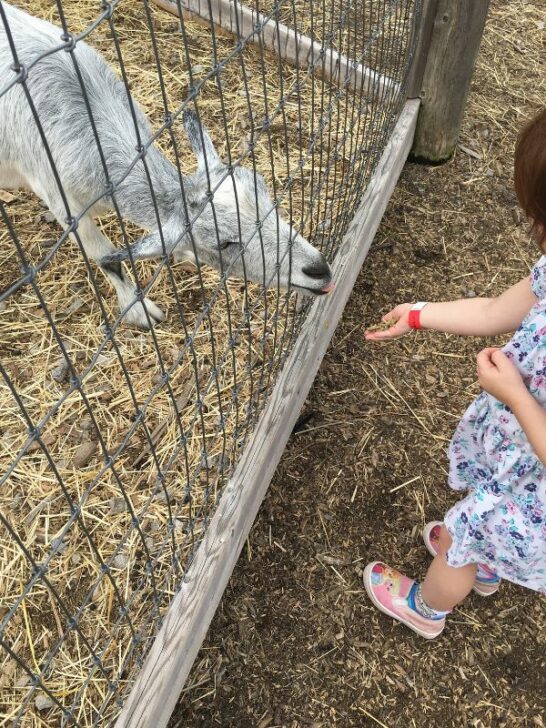 40 Fabulous Fall Festival Ideas For School